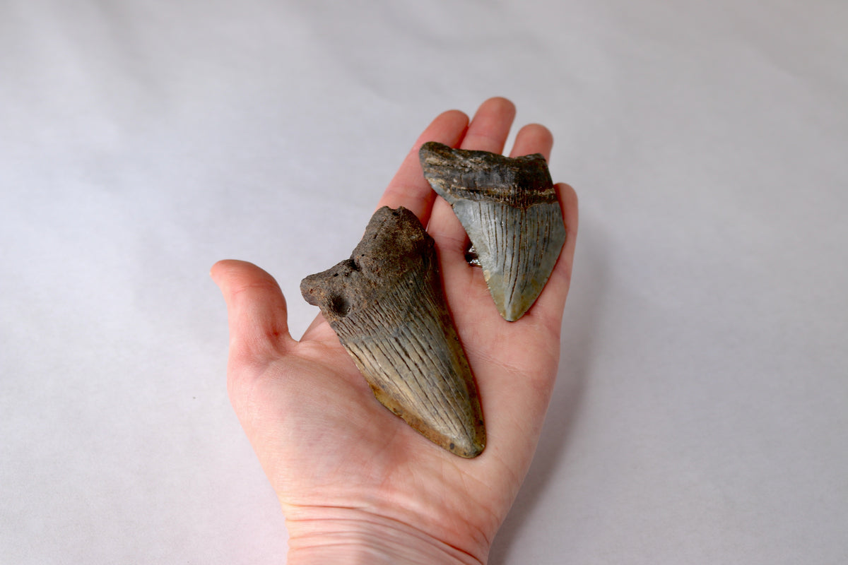 Shark Bite Bucket - Gallon - Shark Teeth from South Carolina – Treasure ...